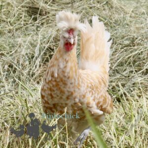 Appenzeller Hens For Sale | Buy Appenzeller Chickens Online | UK