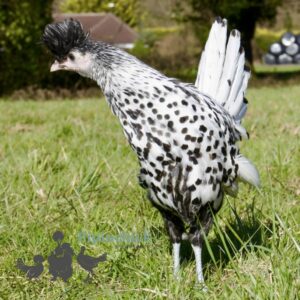 Appenzeller Chicken Silver Spangled | Pipinchick