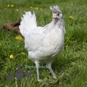 Appenzeller Hens For Sale | Buy Appenzeller Chickens Online | UK
