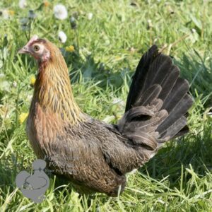 Devon Blue Laying Chickens | Buy Devon Blue Hens Online | UK