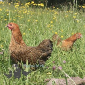 Bantam Pencilled Wyandotte Chicken Partridge | Pipinchick