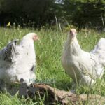 Bantam Brahma Chicken Isabella | Pipinchick