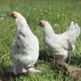 Bantam Brahma Chicken Isabella | Pipinchick