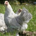 Bantam Brahma Chicken Isabella | Pipinchick