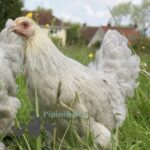 Bantam Brahma Chicken Isabella | Pipinchick