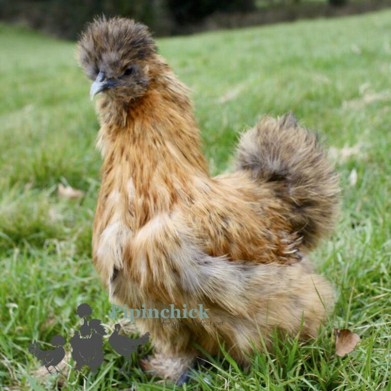 Bantam Sablepoot Chickens for Sale | Buy Booted Bantams | UK