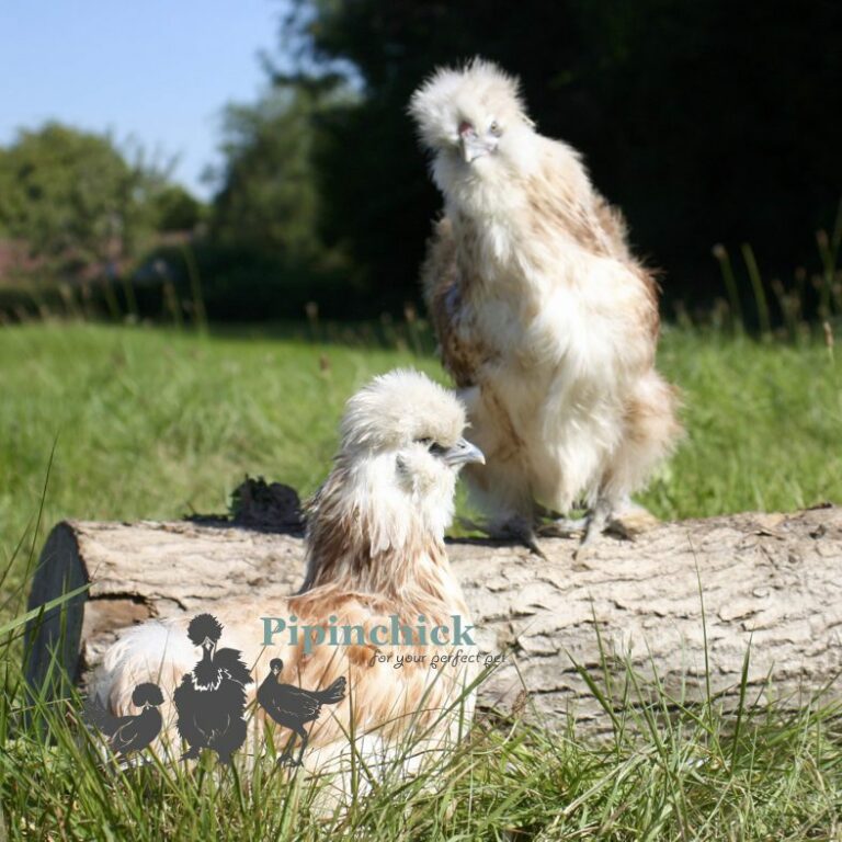 Bearded Silkies for Sale | Buy Bearded Silkies, Various Colours, Online ...