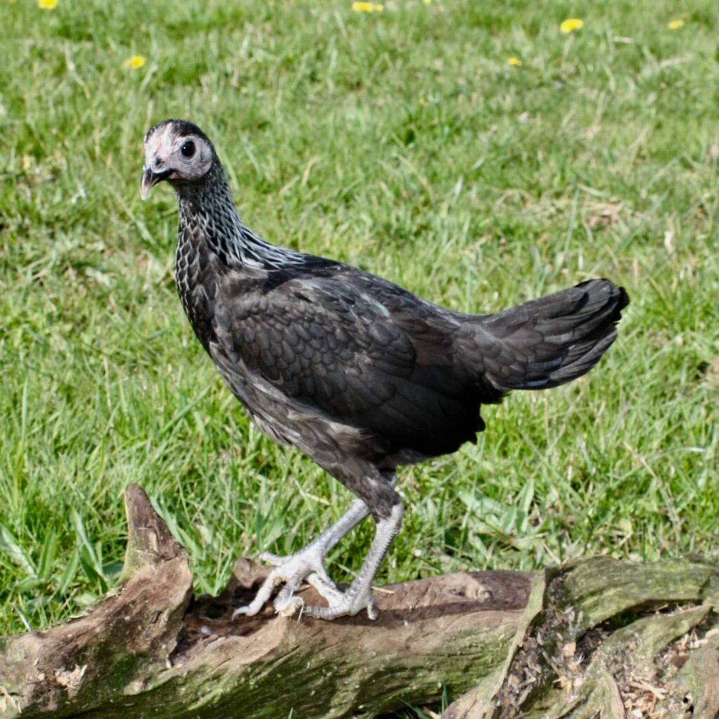 Modern Game Bird Hen Birchen | Pipinchick