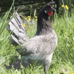 Appenzeller Hens For Sale | Buy Appenzeller Chickens Online | UK
