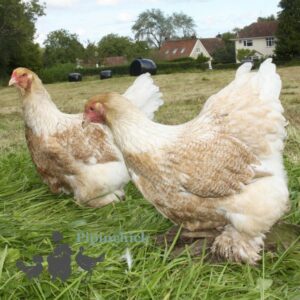 Brahma Chicken Isabella | Pipinchick