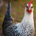 Devon Blue Laying Chickens | Buy Devon Blue Hens Online | UK