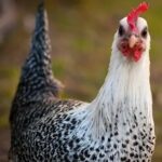 Devon Blue Laying Chickens | Buy Devon Blue Hens Online | UK