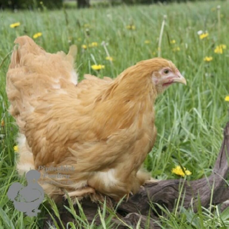 Cochin Chickens for Sale | Buy Buff Cochin Hens Online, Delivered | UK