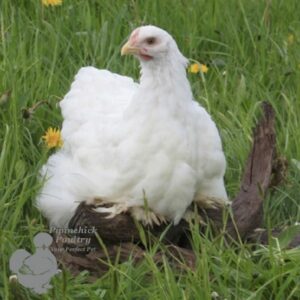 Devon Blue Laying Chickens | Buy Devon Blue Hens Online | UK