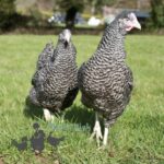 Devon Blue Laying Chickens | Buy Devon Blue Hens Online | UK