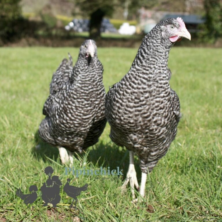 Devon Blue Laying Chickens | Buy Devon Blue Hens Online | UK