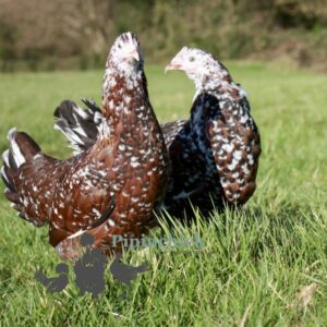 Devon Blue Laying Chickens | Buy Devon Blue Hens Online | UK