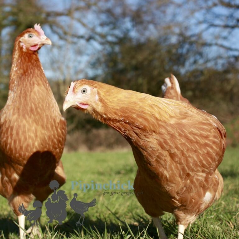 Lohmann Brown Hybrid Laying Chickens | Buy Lohmann Hens Online | UK