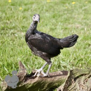 Modern Game Bird Hen Birchen | Pipinchick