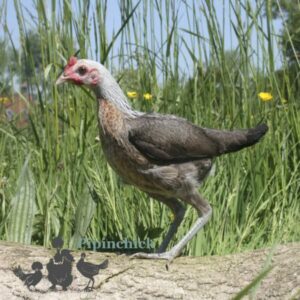 Modern Game Bird Hen Silver/Salmon | Pipinchick
