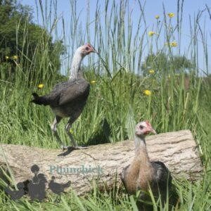 Modern Game Bird Hen Silver/Salmon | Pipinchick