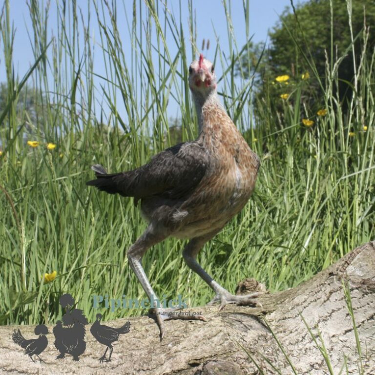 Modern Game Bird Hen Silver/Salmon | Pipinchick