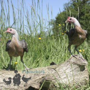 Modern Game Bird Hen Silver/Salmon | Pipinchick