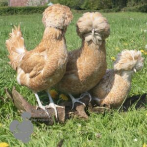 Padovana Hen Chamois Laced | Pipinchick
