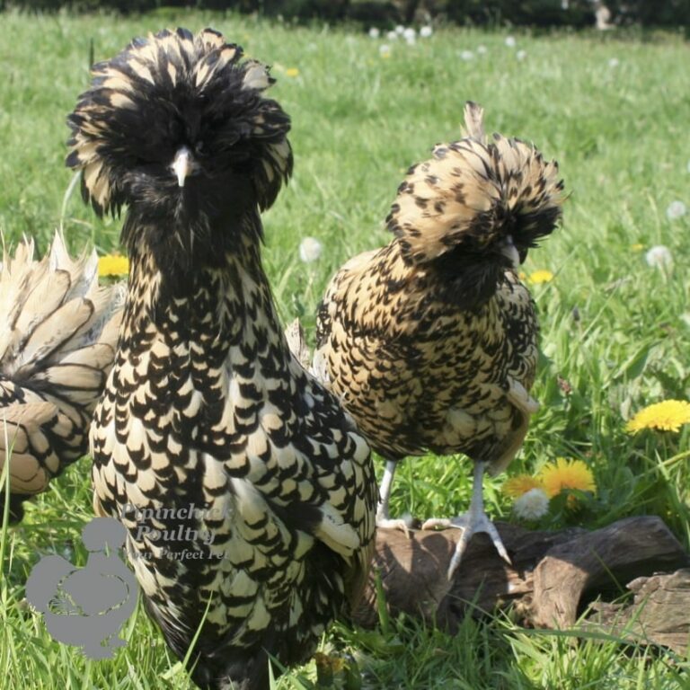 Padovana Hen Lemon Laced | Pipinchick