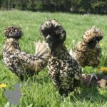 Padovana Hen Lemon Laced | Pipinchick