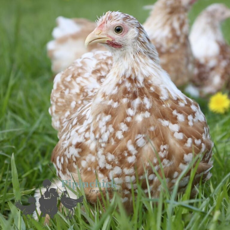 Pekin Bantam Chickens for Sale | Pekin Breeders, Various Colours | UK