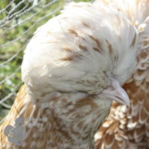 Bantam Laced Polish Chicken Chamois | Pipinchick