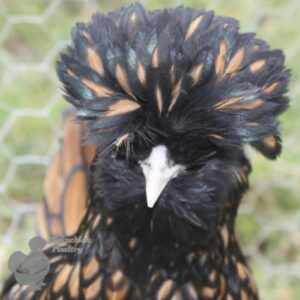 Bantam Laced Polish Chicken Gold | Pipinchick