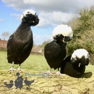 Large Polish Chicken Black | Pipinchick