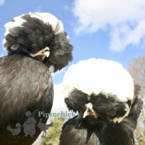 Large Polish Chicken Black | Pipinchick