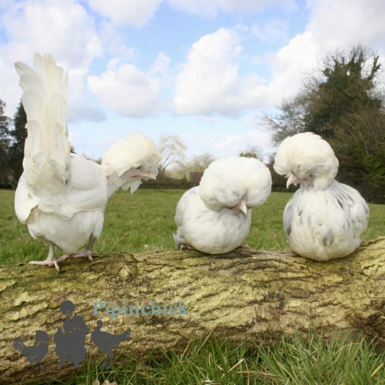 Polish Chickens for Sale | White Crested Polish Hens | UK