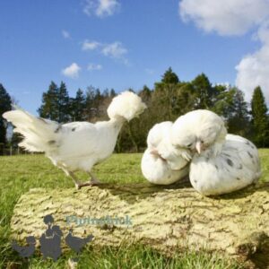 Large Polish Chicken White Splash | Pipinchick