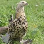 Bantam Sablepoot Chickens for Sale | Buy Booted Bantams | UK