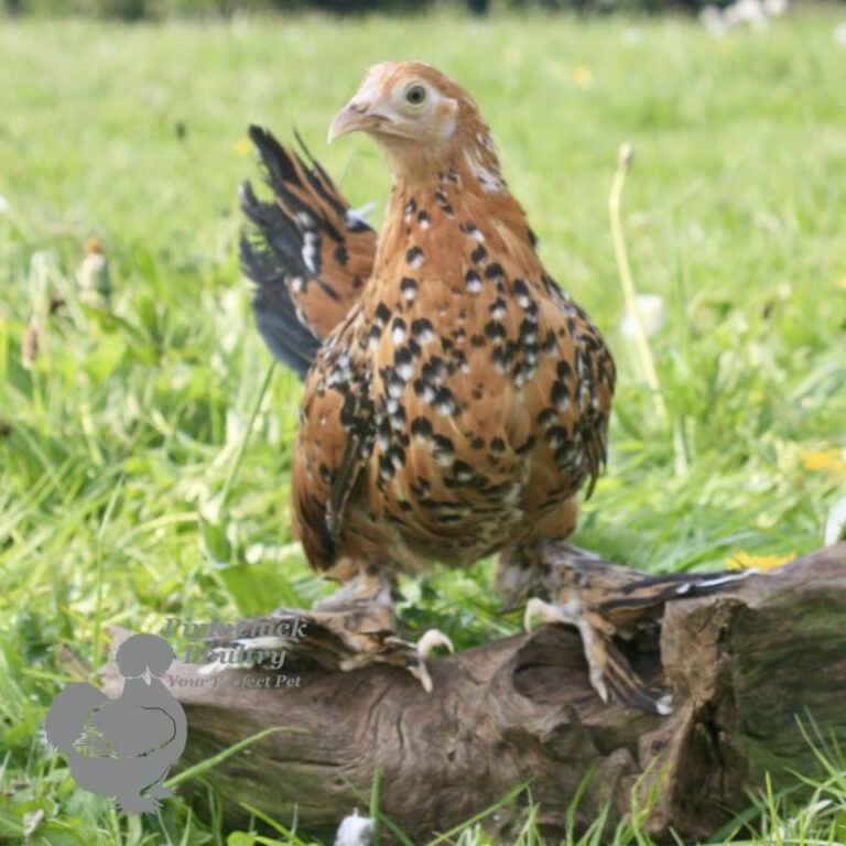 Bantam Sablepoot Chickens for Sale | Buy Booted Bantams | UK