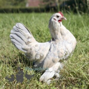 Bantam Sablepoot Porcelain | Pipinchick