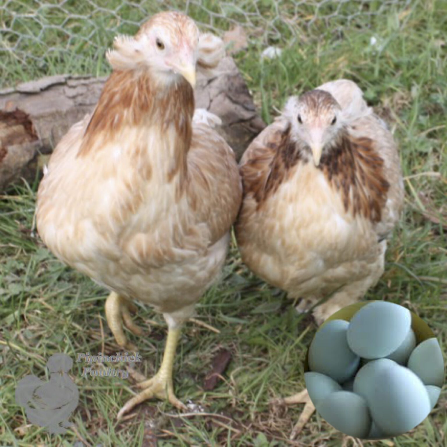 Rumpless Araucana Chicken Salmon | Pipinchick