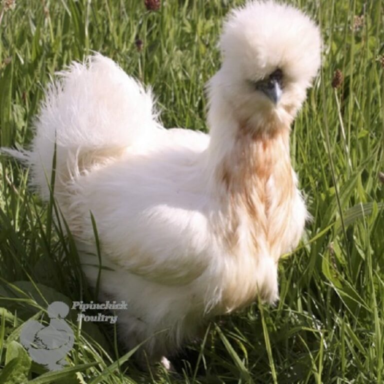 Bearded Silkies for Sale | Buy Bearded Silkies, Various Colours, Online ...