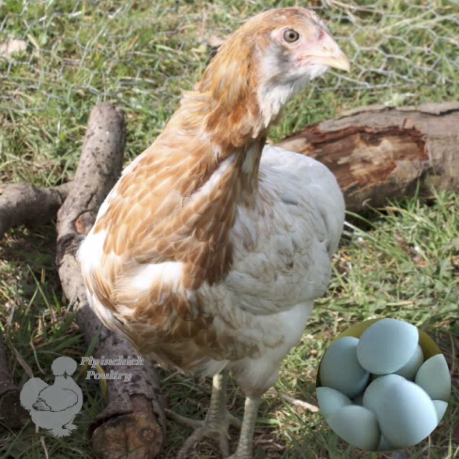 Rumpless Araucana Salmon & White | Pipinchick