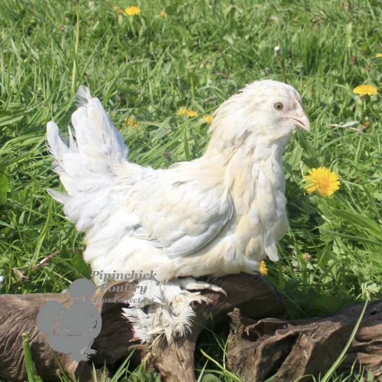 Bantam Sablepoot Chickens for Sale | Buy Booted Bantams | UK
