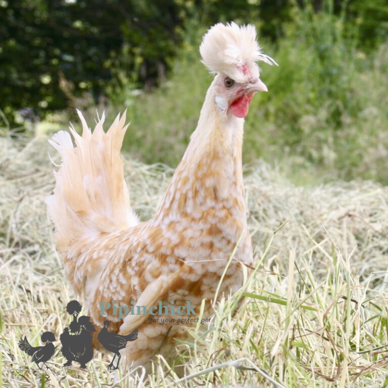 Appenzeller Hens For Sale | Buy Appenzeller Chickens Online | UK