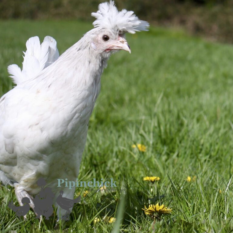 Appenzeller Hens For Sale | Buy Appenzeller Chickens Online | UK