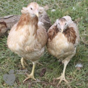 Rumpless Araucana For Sale | Buy Araucana Chickens Online | UK