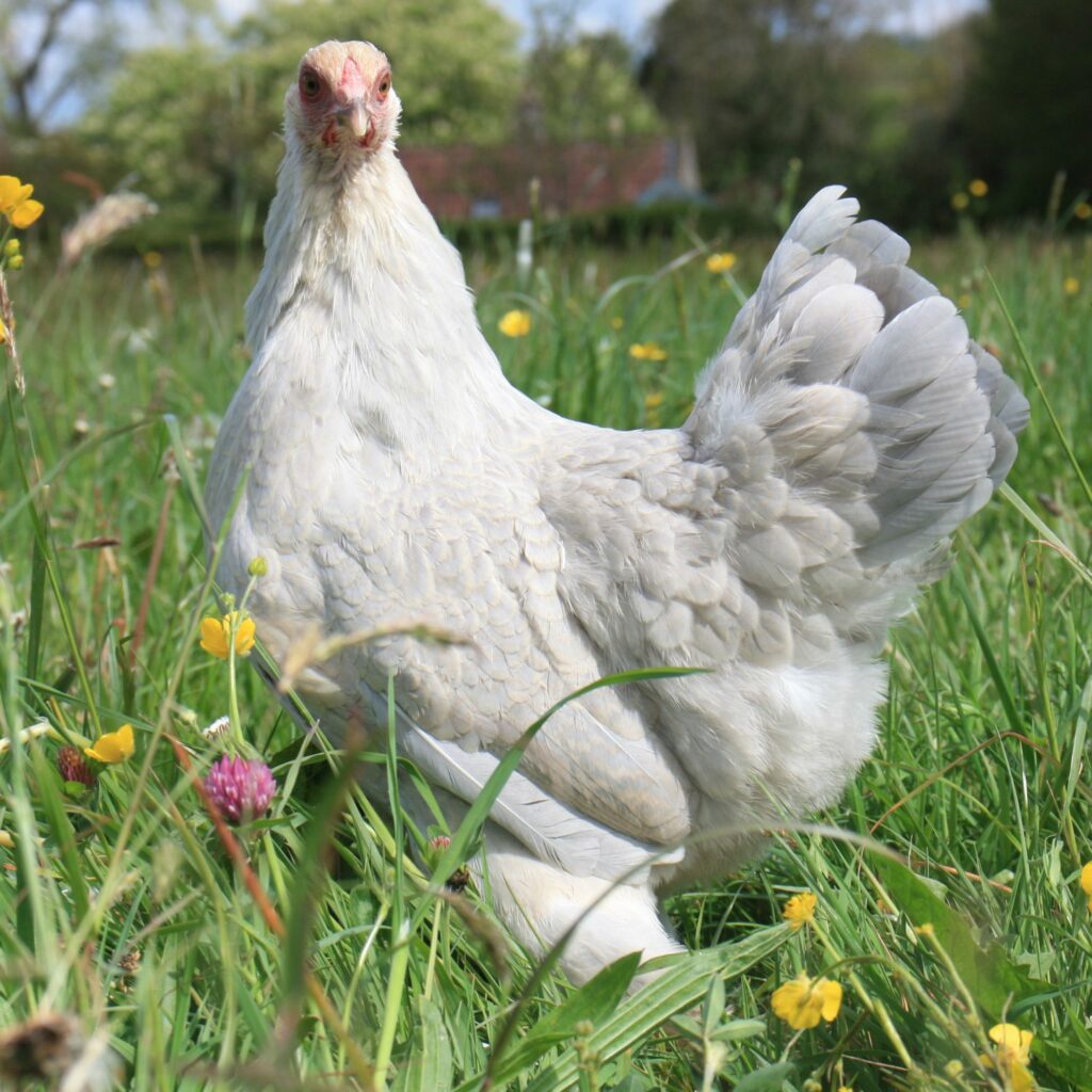 How to Treat Egg Bound in Chickens | Pipnchick Poultry