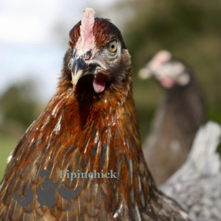 Bluebell Hybrid Laying Chicken | Buy Pipinchick Hens Online UK