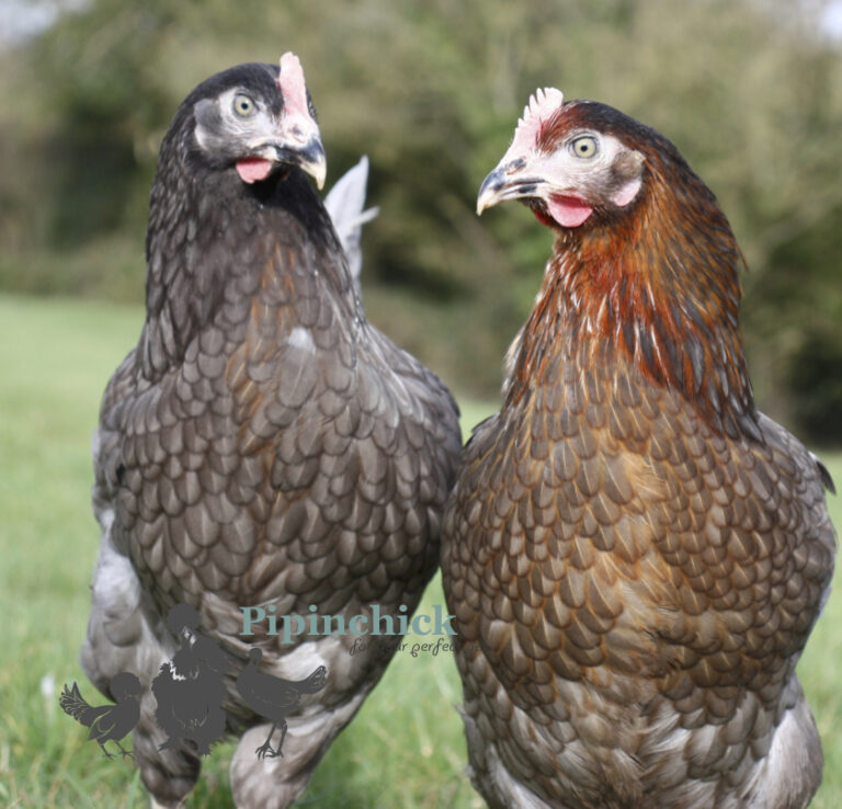 Hybrid Bluebell Chicken | Pipinchick